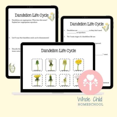 Dandelions Unit Study for Family-Style Homeschool Summer Learning